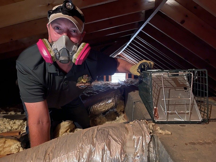 The Animal Guys - Wildlife Removal in Chattanooga TN
